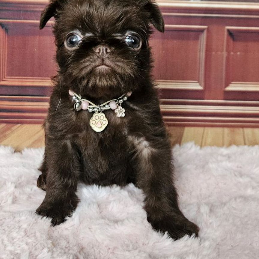 Бельгийский гриффон, щенок