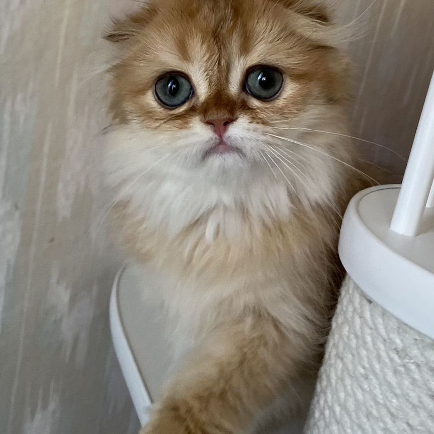 Шотландская золотая шиншилла кошка
