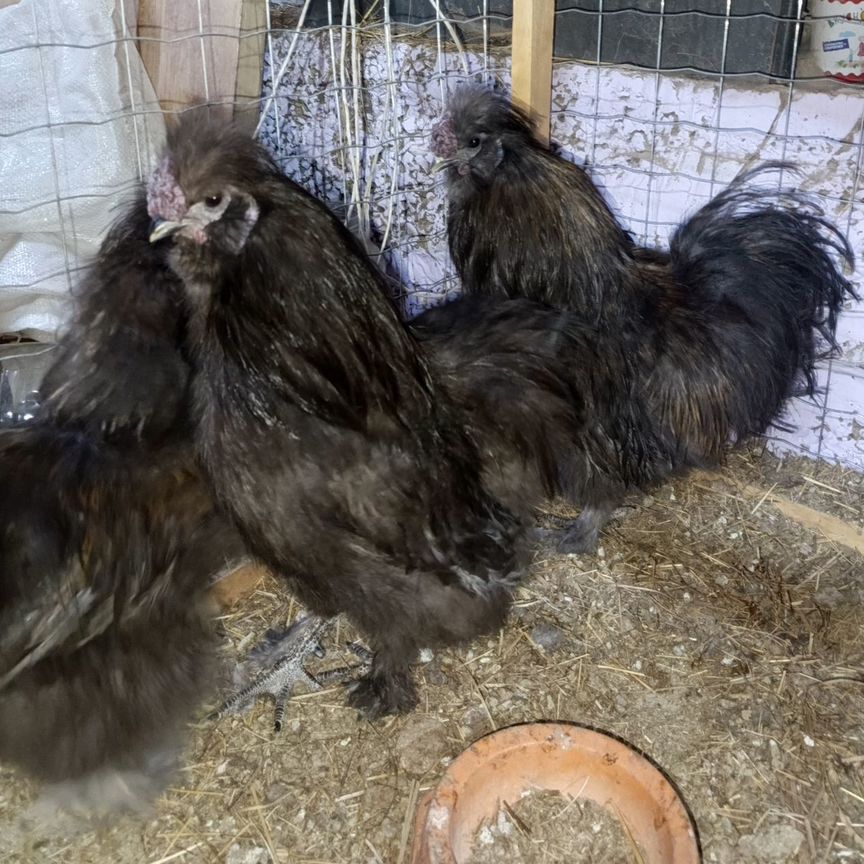 Молодые петушки китайской шелковой