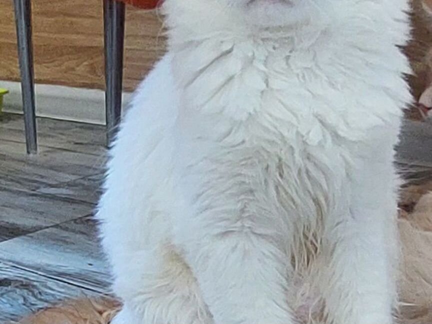 Мейн-кун котики