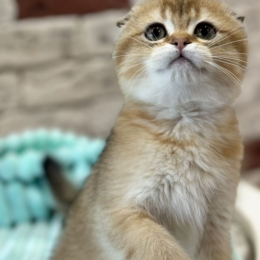 Шотландский вислоухий котик