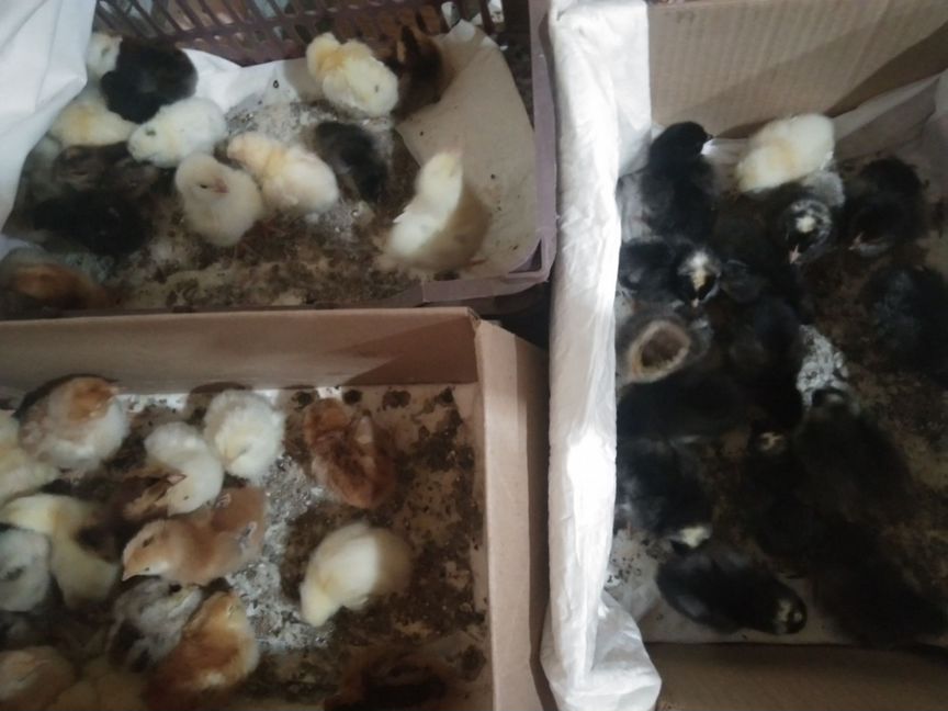 Цыплята маран