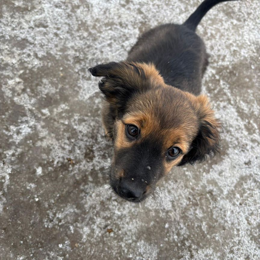 Щенок девочка в добрые руки