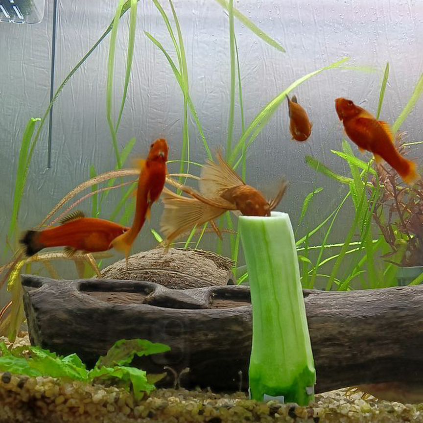 Отдам в добрые руки рыбок