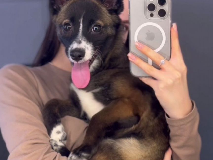 Щенок мальчик 3 месяца