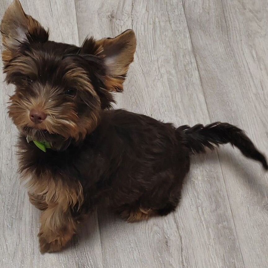 Йоркширский терьер, щенок