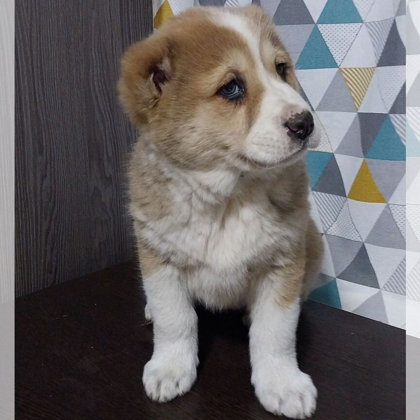 Продаётся щенок алабай девочка 2 месяца