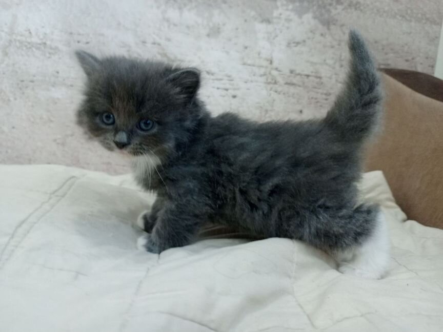 Котята сибиряки