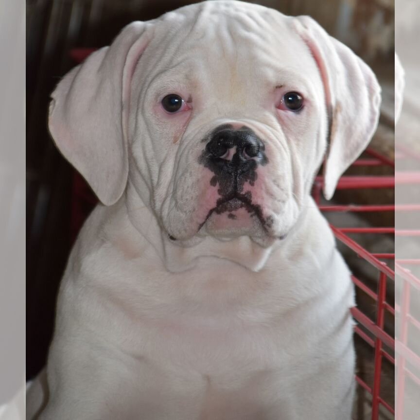 Американский бульдог, щенок