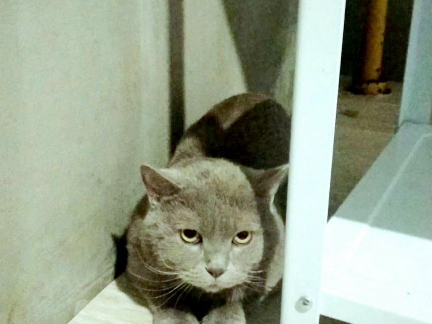 Британский кот бесплатно