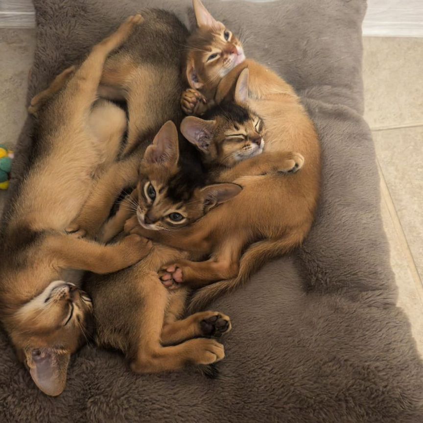 Абиссинский котёнок