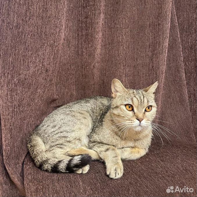 Кошка британка ищет дом в дар в добрые руки