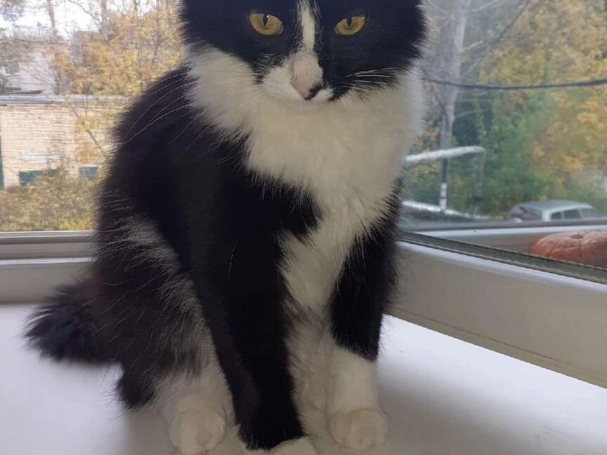 Коты и кошка ждут хозяев