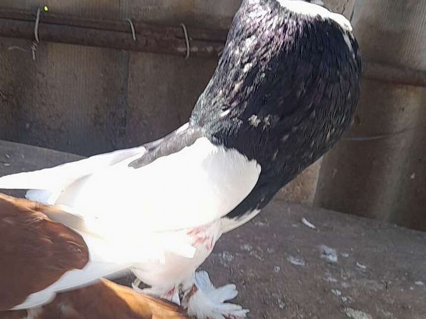 Голуби Дутыш седловидный