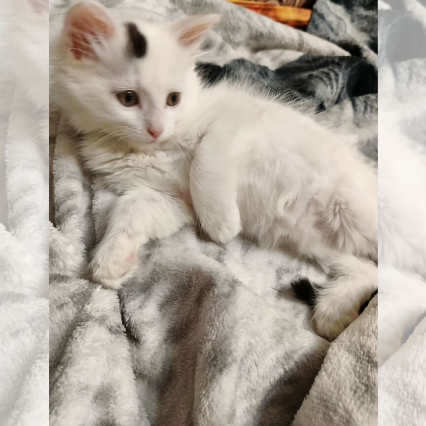 Котёнок в добрые руки