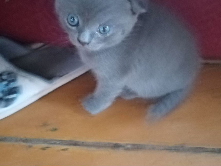 Шотландская вислоухая кошка черная