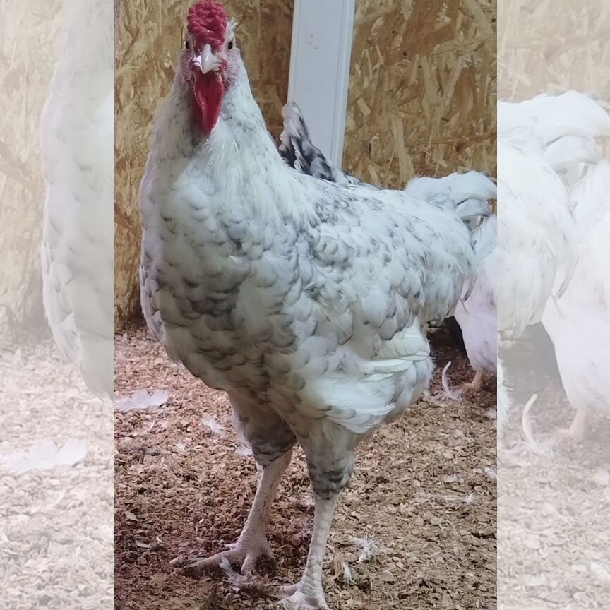 Молодые петухи домашние