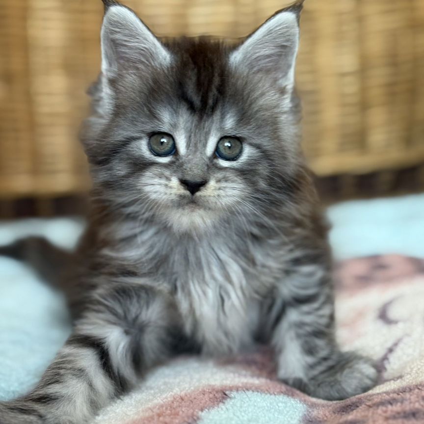 Мейн-кун котёнок