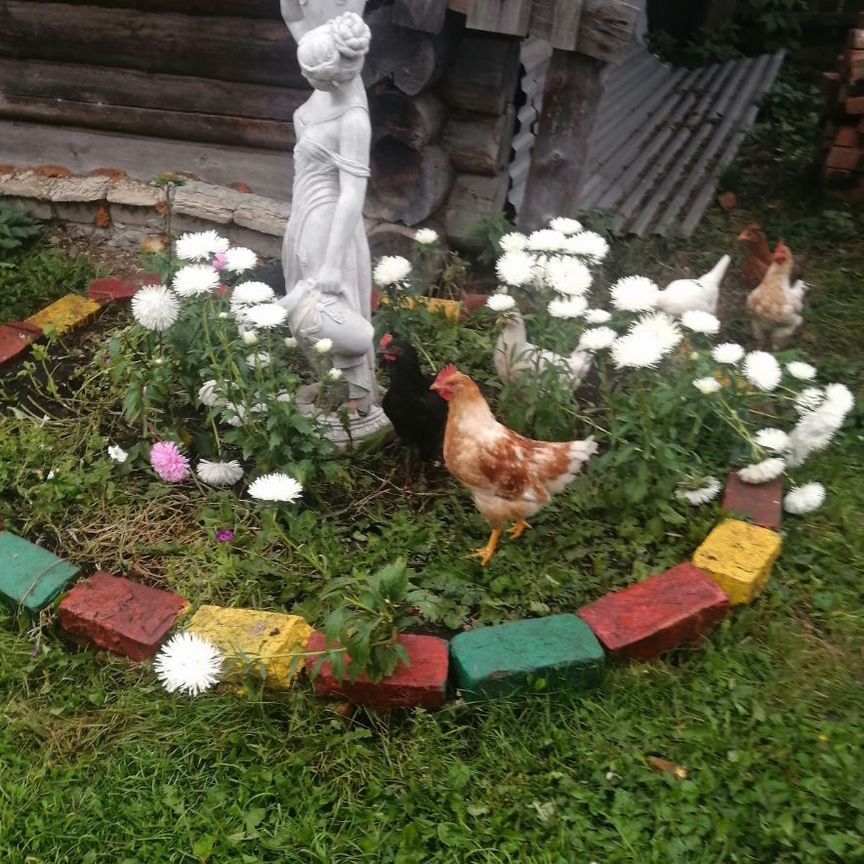 Молодые петухи