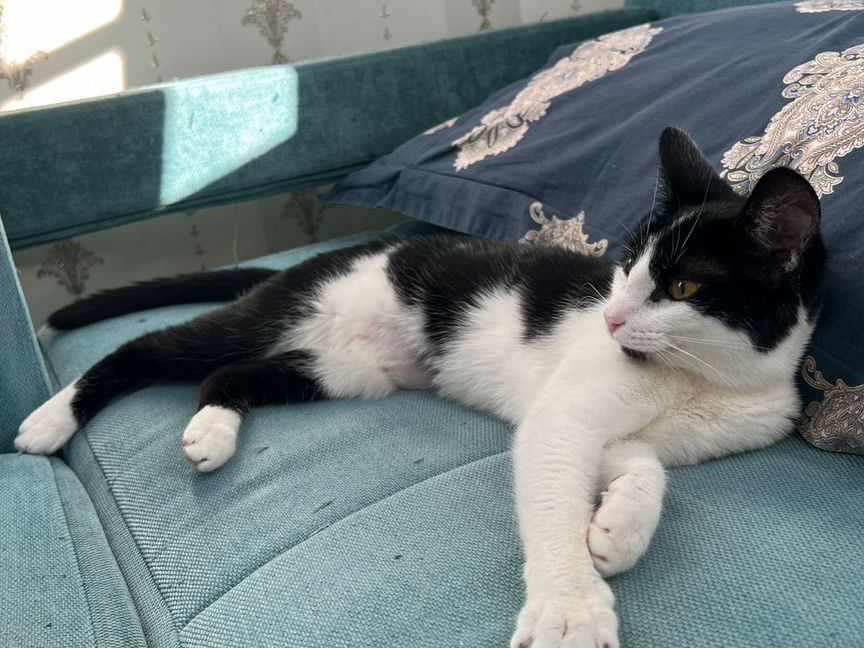 Котенок- подросток Фрея ищет дом