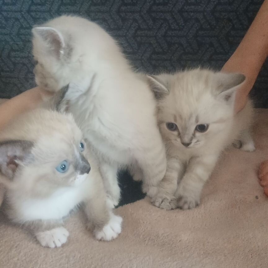 Шотландский вислоухий длинношёрстный котёнок