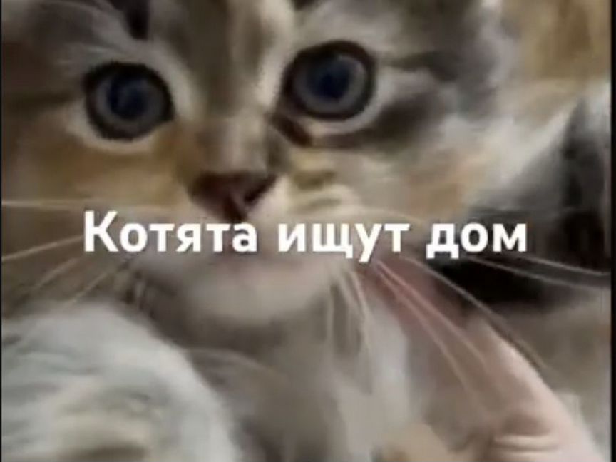 Четыре котёнка ищут дом