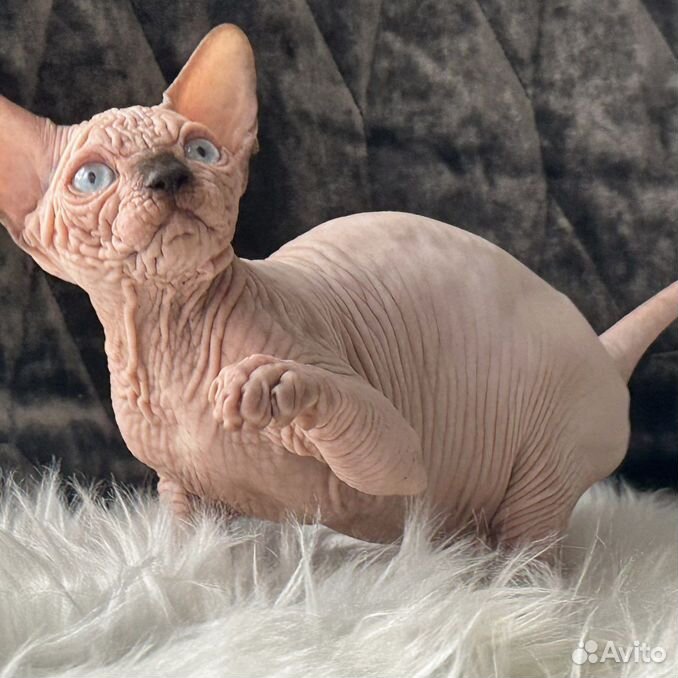 Exclusive quality sphynx