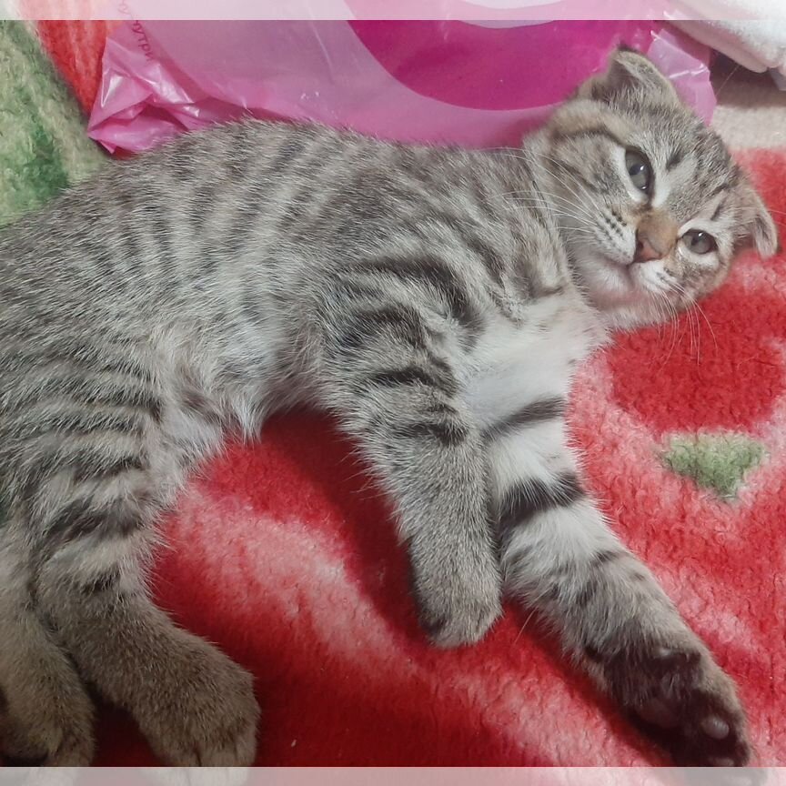 Шотландский вислоухий короткошёрстный котёнок