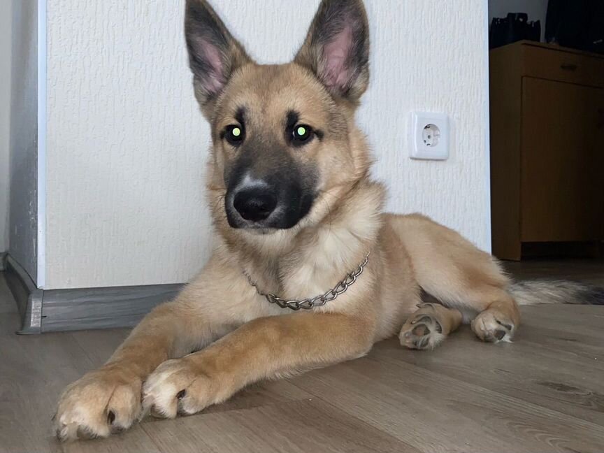 Собака в добрые руки щенок