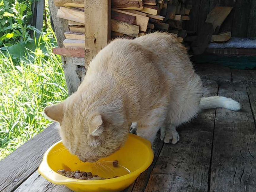 Рыжий кот