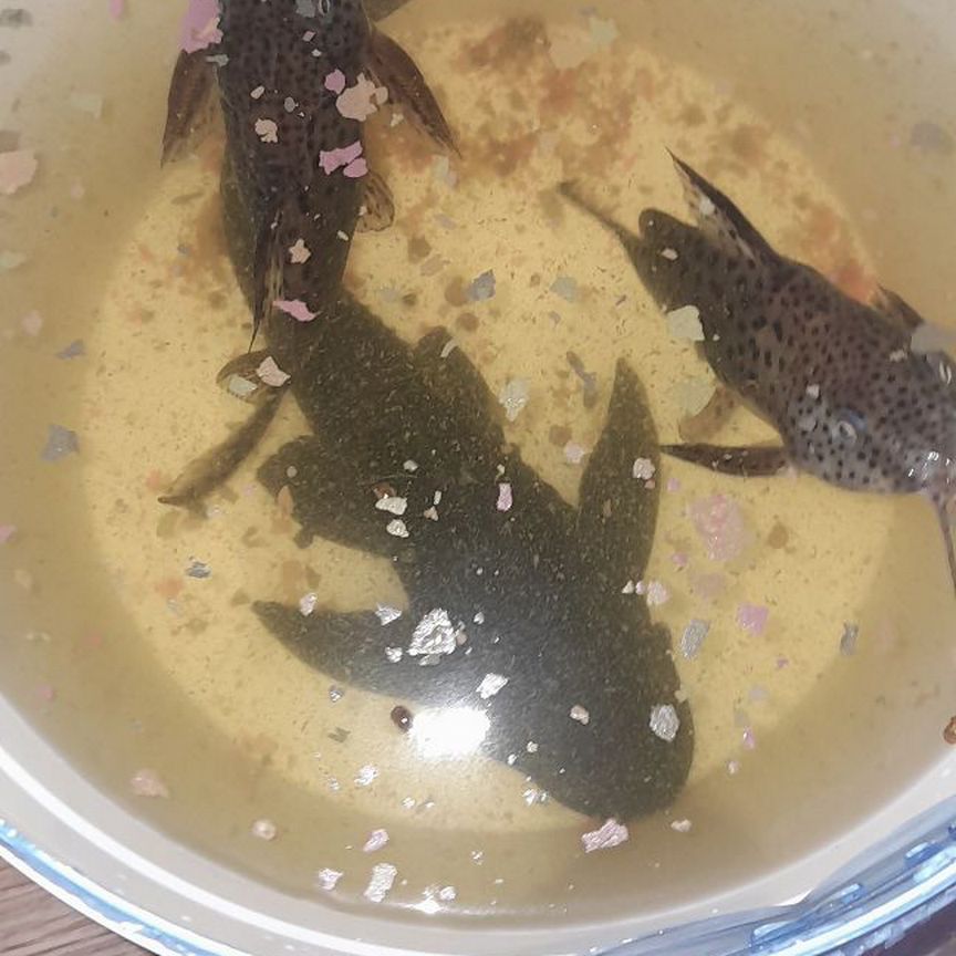 Сом анцитрус