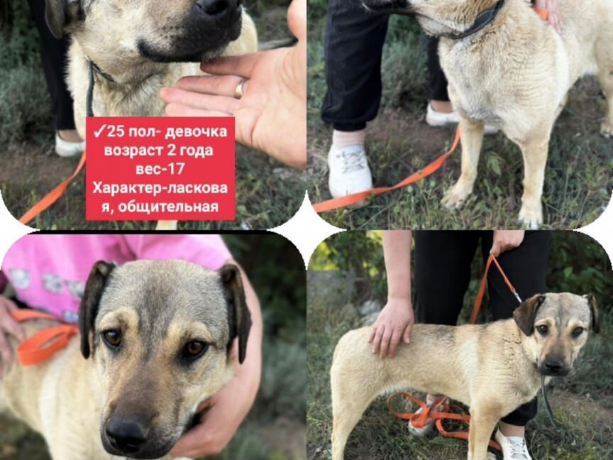 Собака спасите душу#