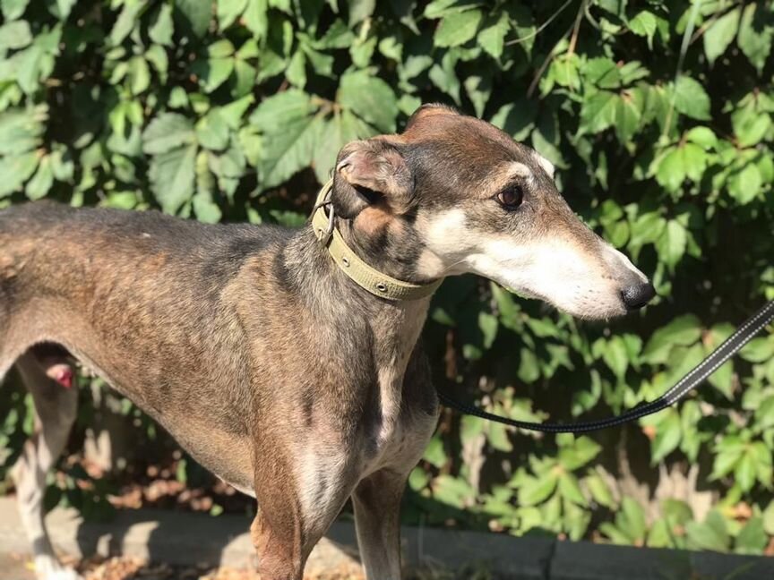 В добрые руки