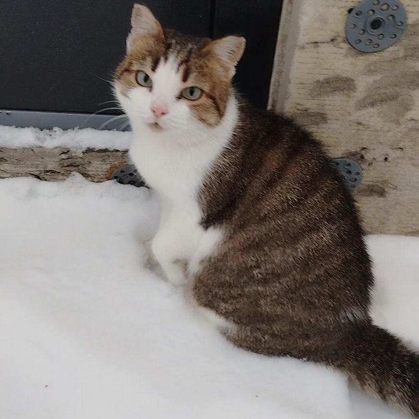 Взрослая, Девочка кошка в добрые руки