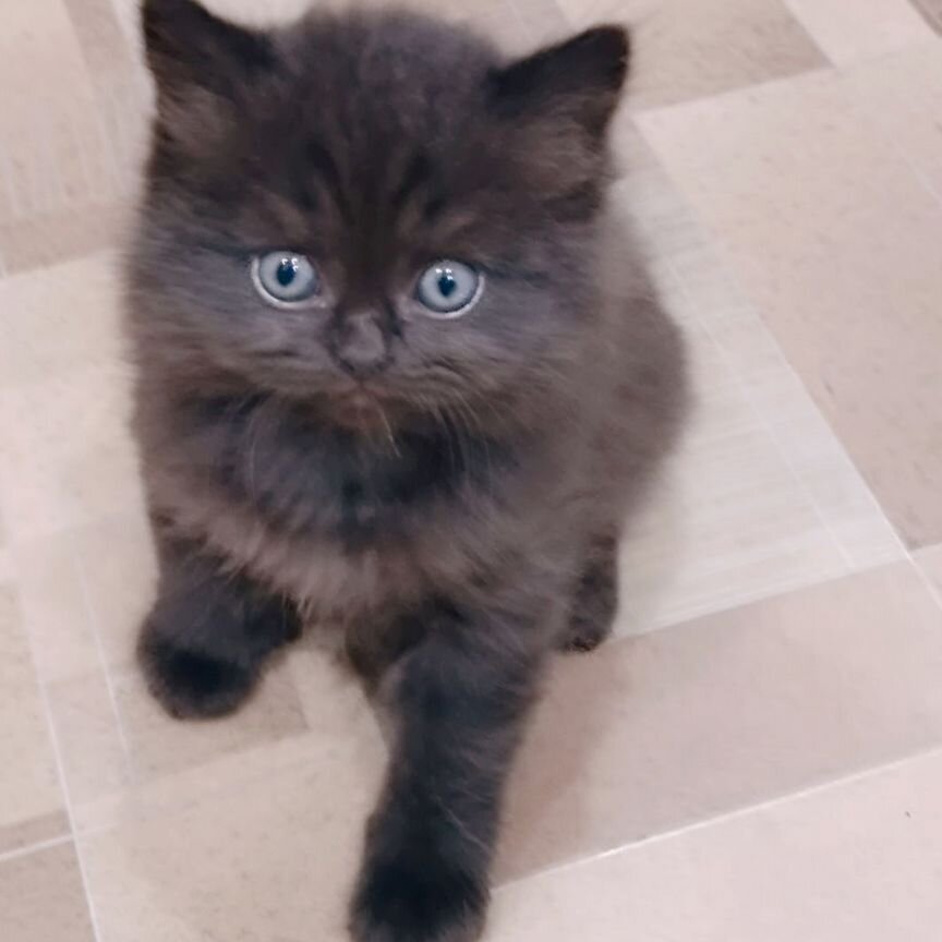 Британский длинношёрстный котёнок