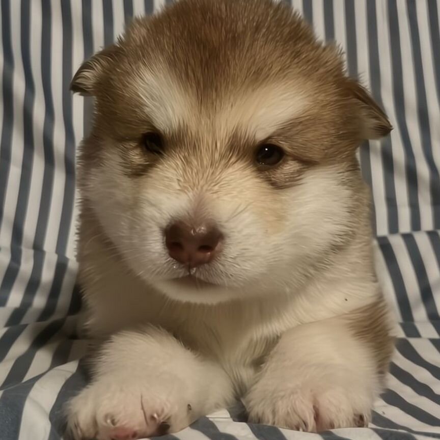 Аляскинский маламут, щенок