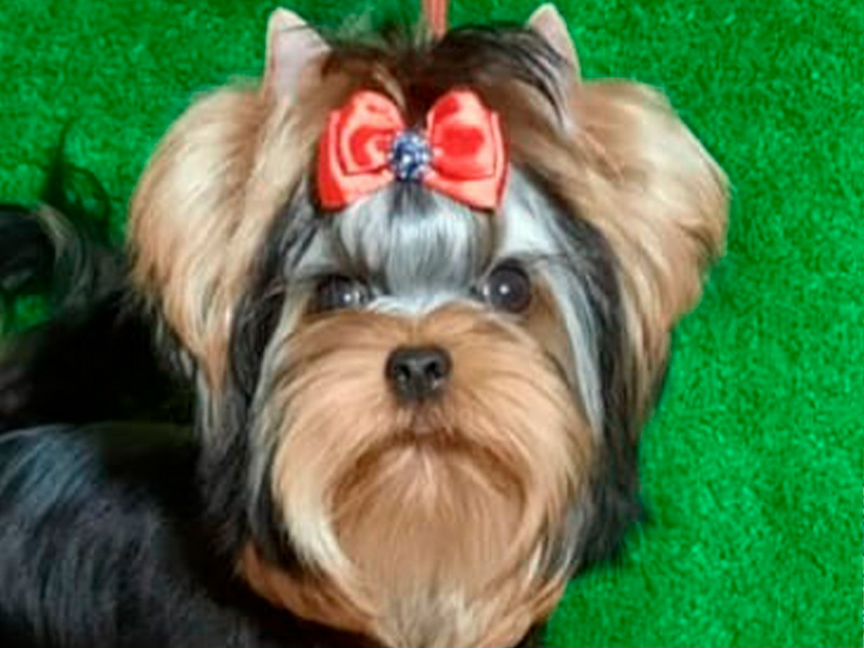 Йоркширский терьер щенок девочка