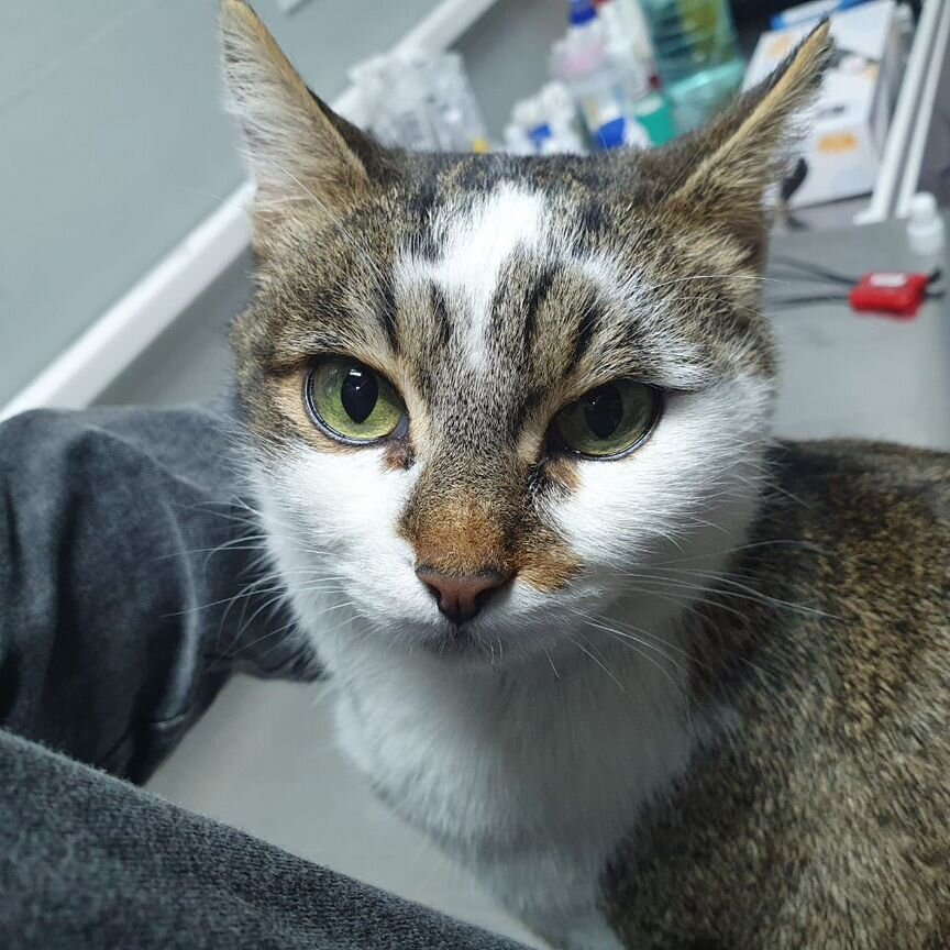 Зарянка - домашняя кошечка, которую выставили на х