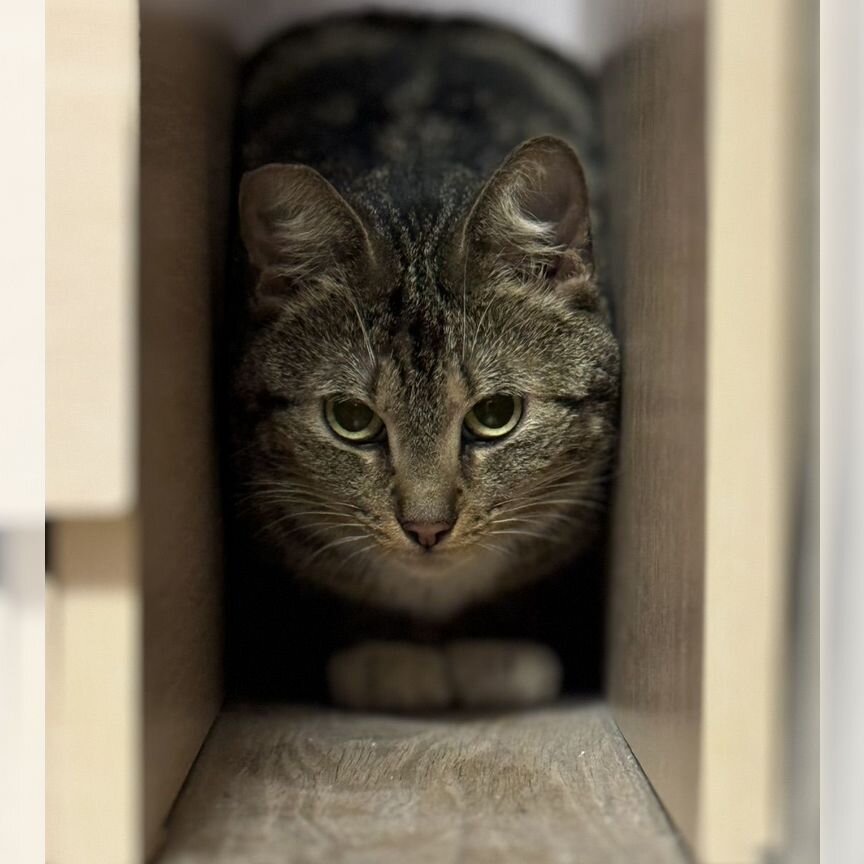 Кошка ищет дом