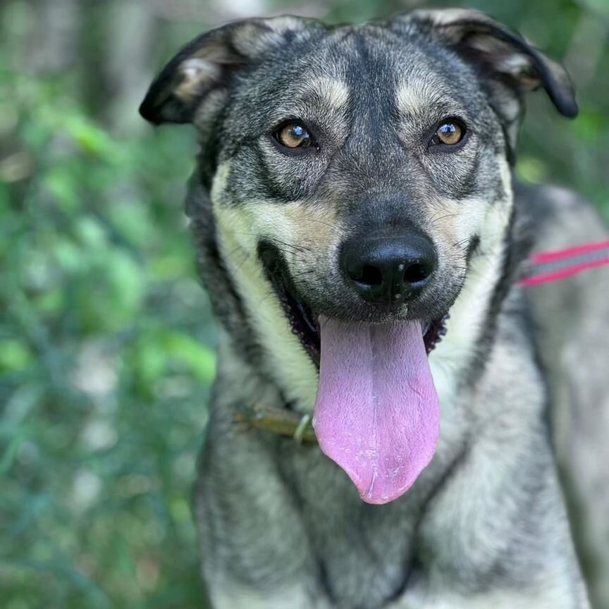 Дайте шанс обычному псу