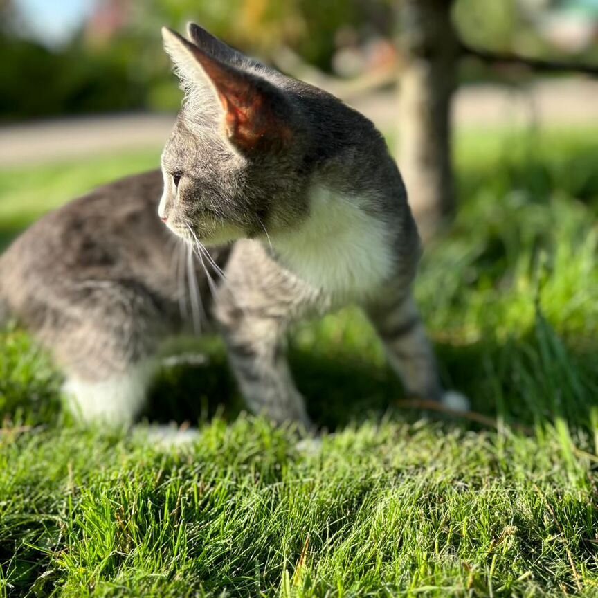 Веселый котенок в дар
