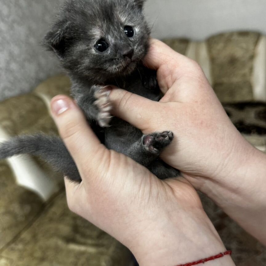 Шотландские вислоухие котята