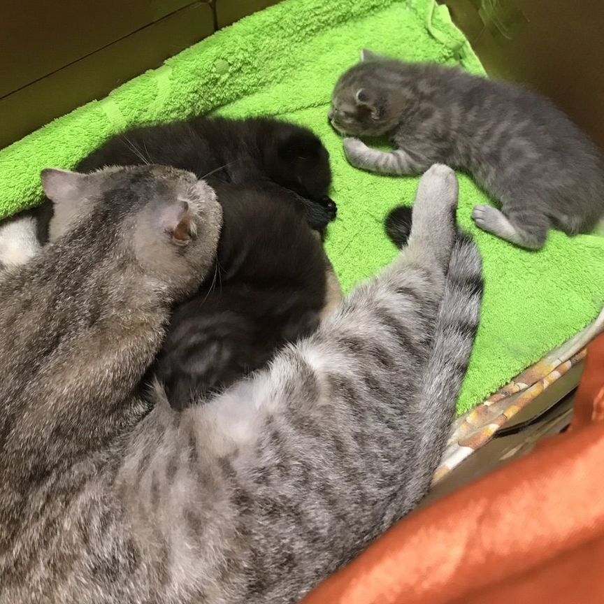 Котята в добрые руки