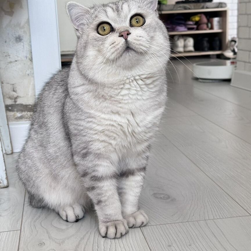 Вязка Шотландский котик
