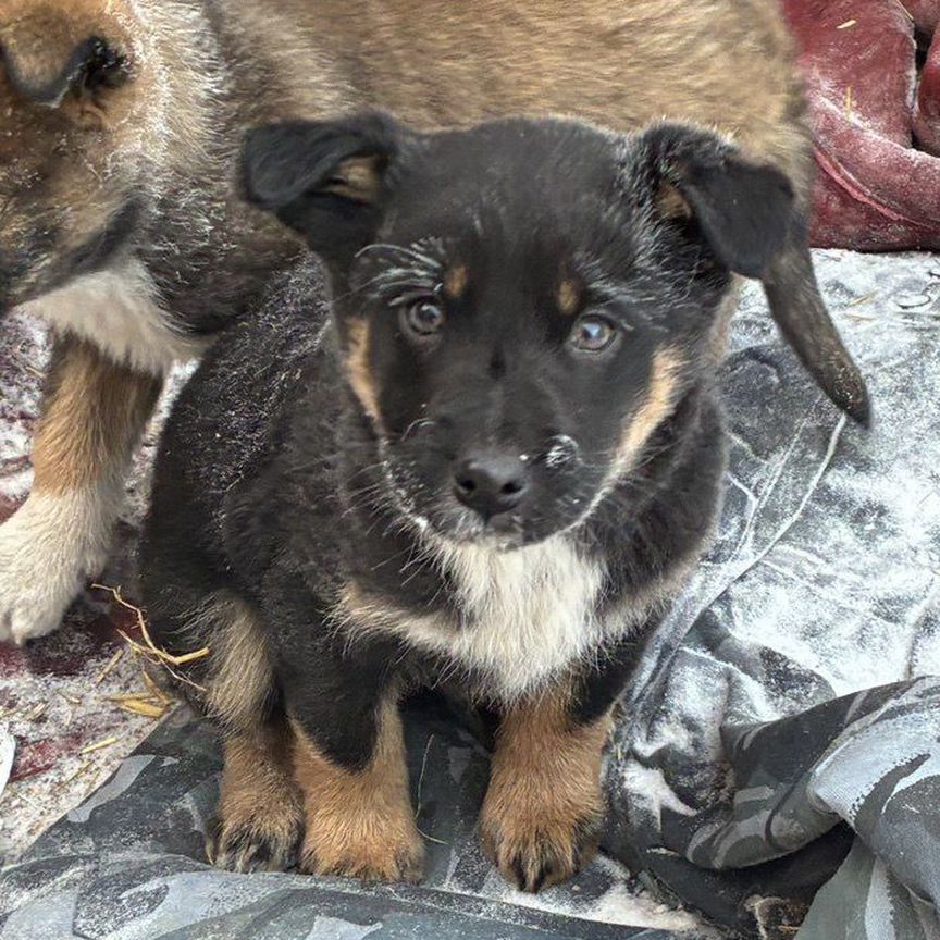 Щенок в добрые руки