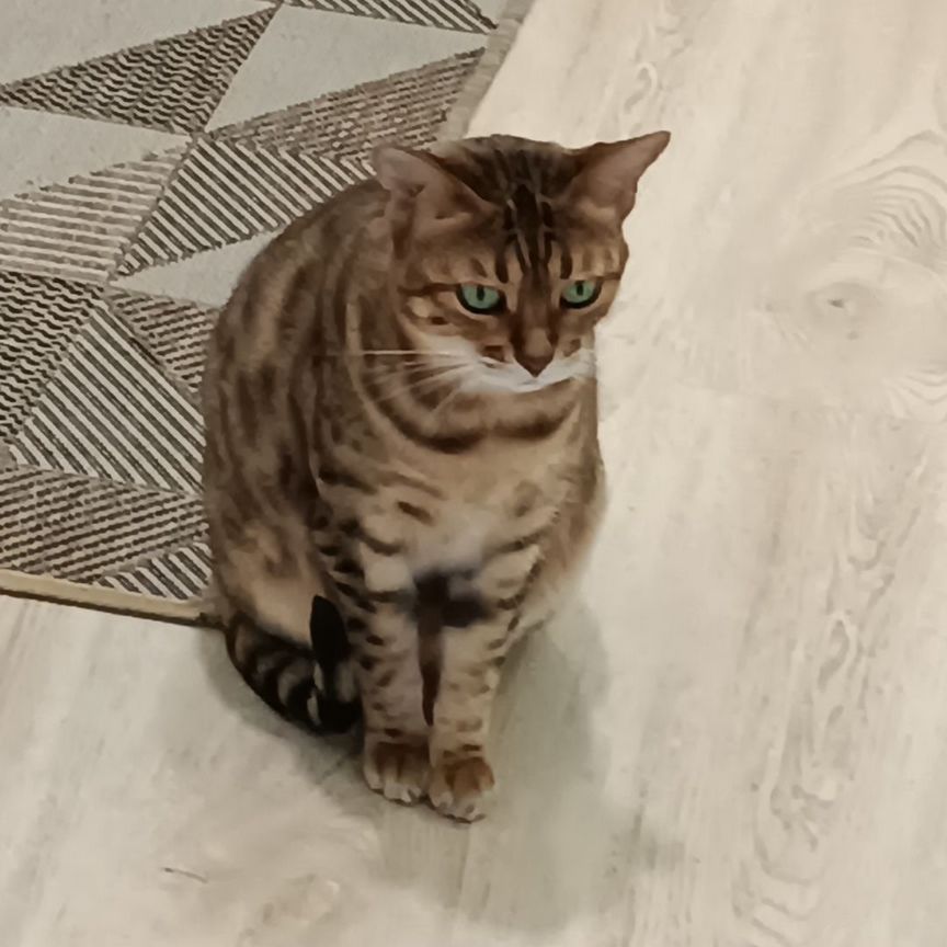 Отдам в добрые руки бенгальскую кошечку