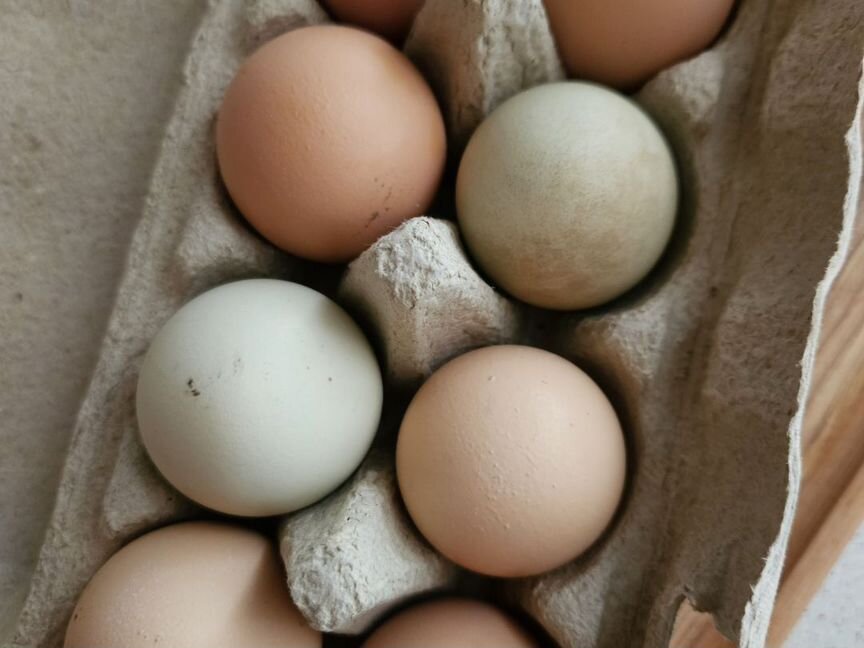 Яйца инкубационное