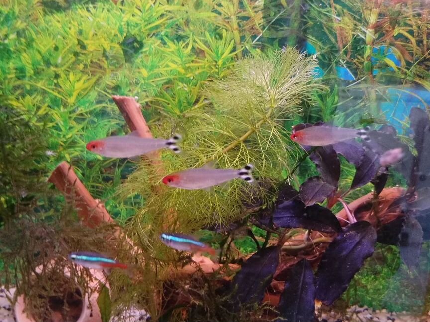 Аквариумные рыбки