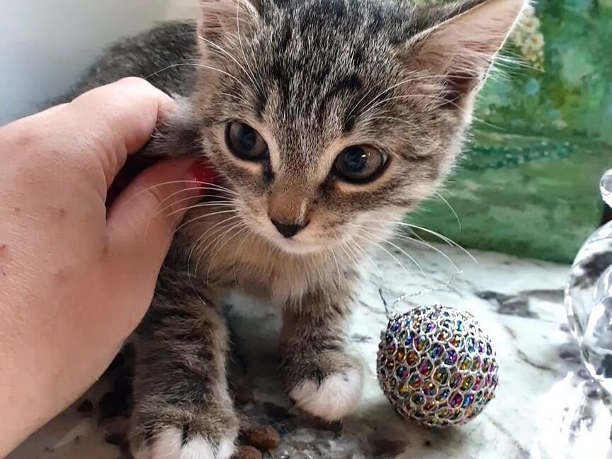 Котенок Принц Уильям