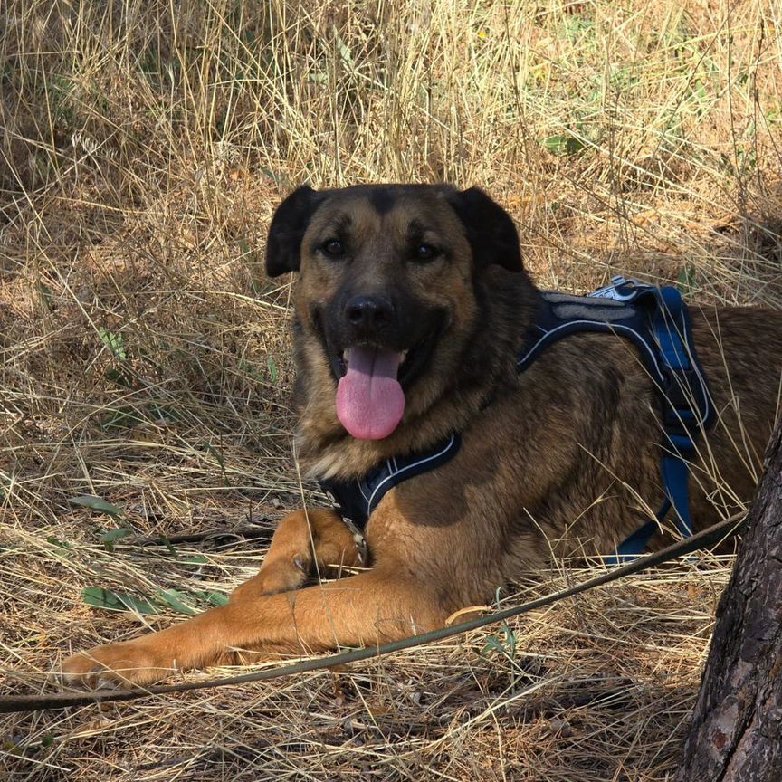 В добрые руки